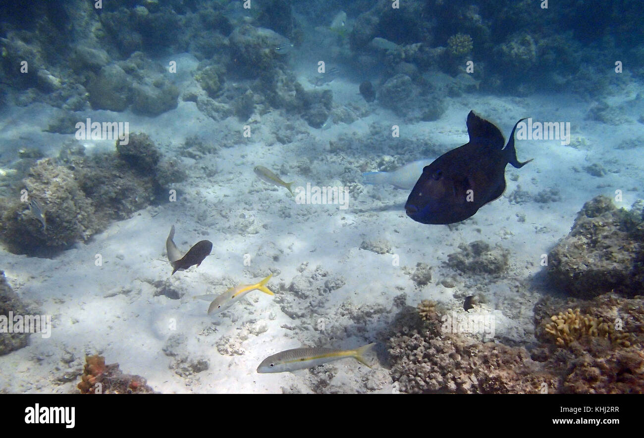 underwater wildlife in the red sea Stock Photo - Alamy