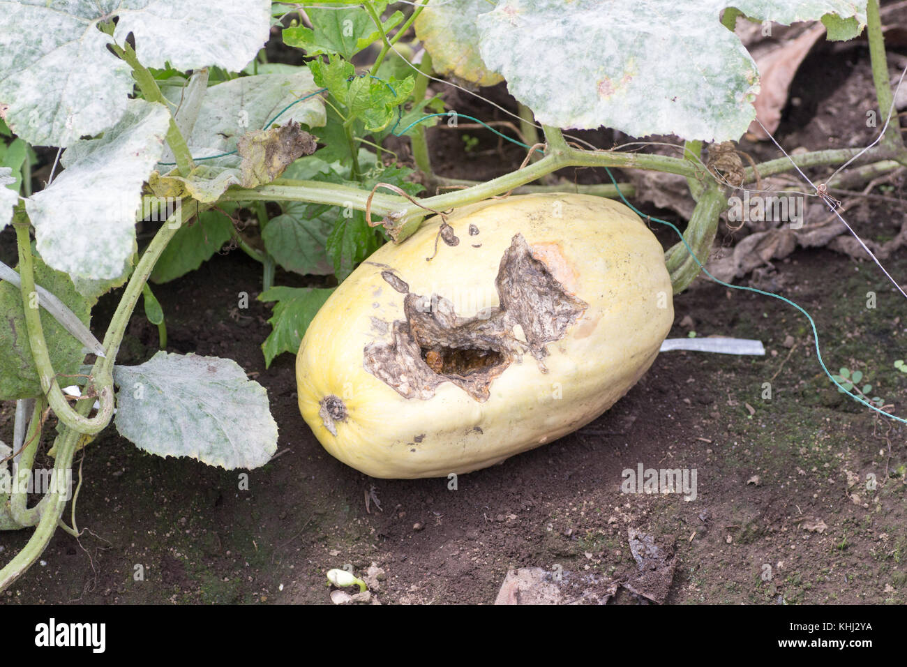 Damaged rotten melon by animal bite on farm Stock Photo - Alamy