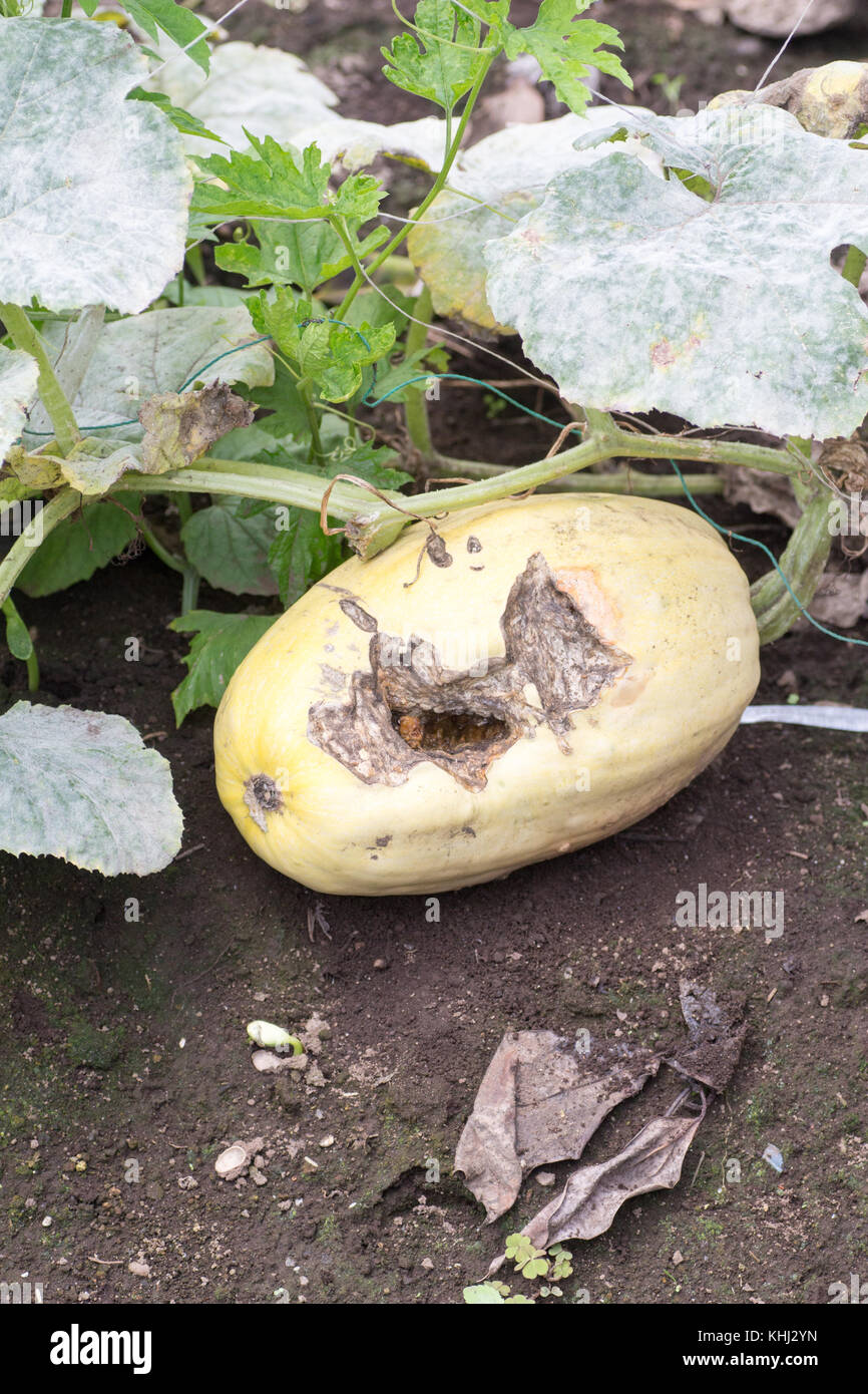 Damaged rotten melon by animal bite on farm Stock Photo - Alamy