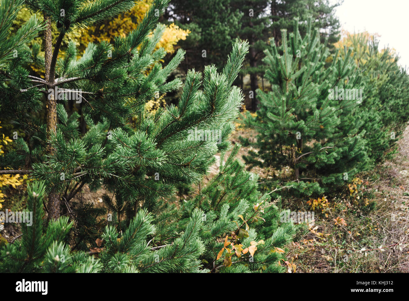 Young green fir trees in the forest Stock Photo - Alamy