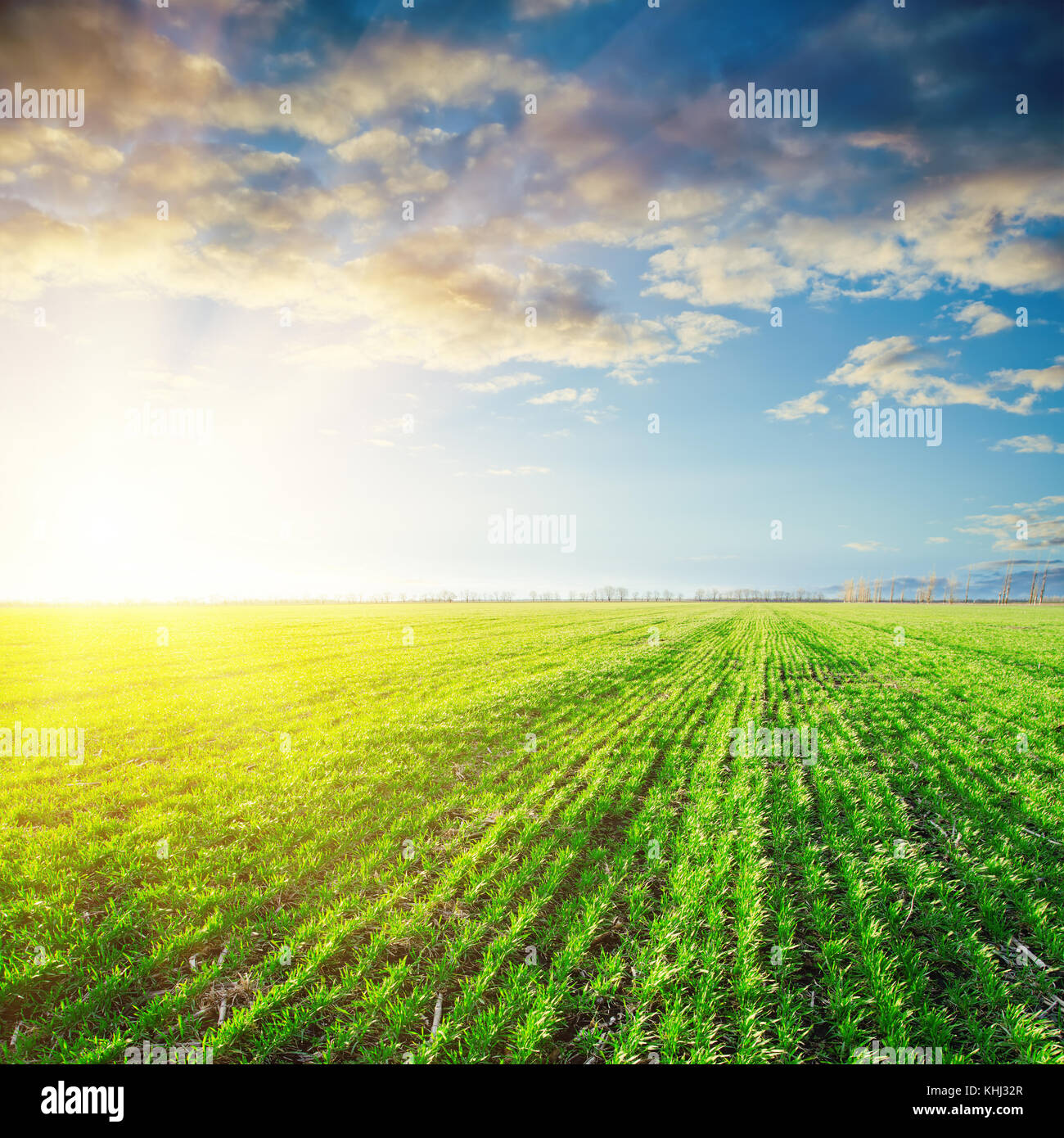 sunset over agriculture green field Stock Photo - Alamy