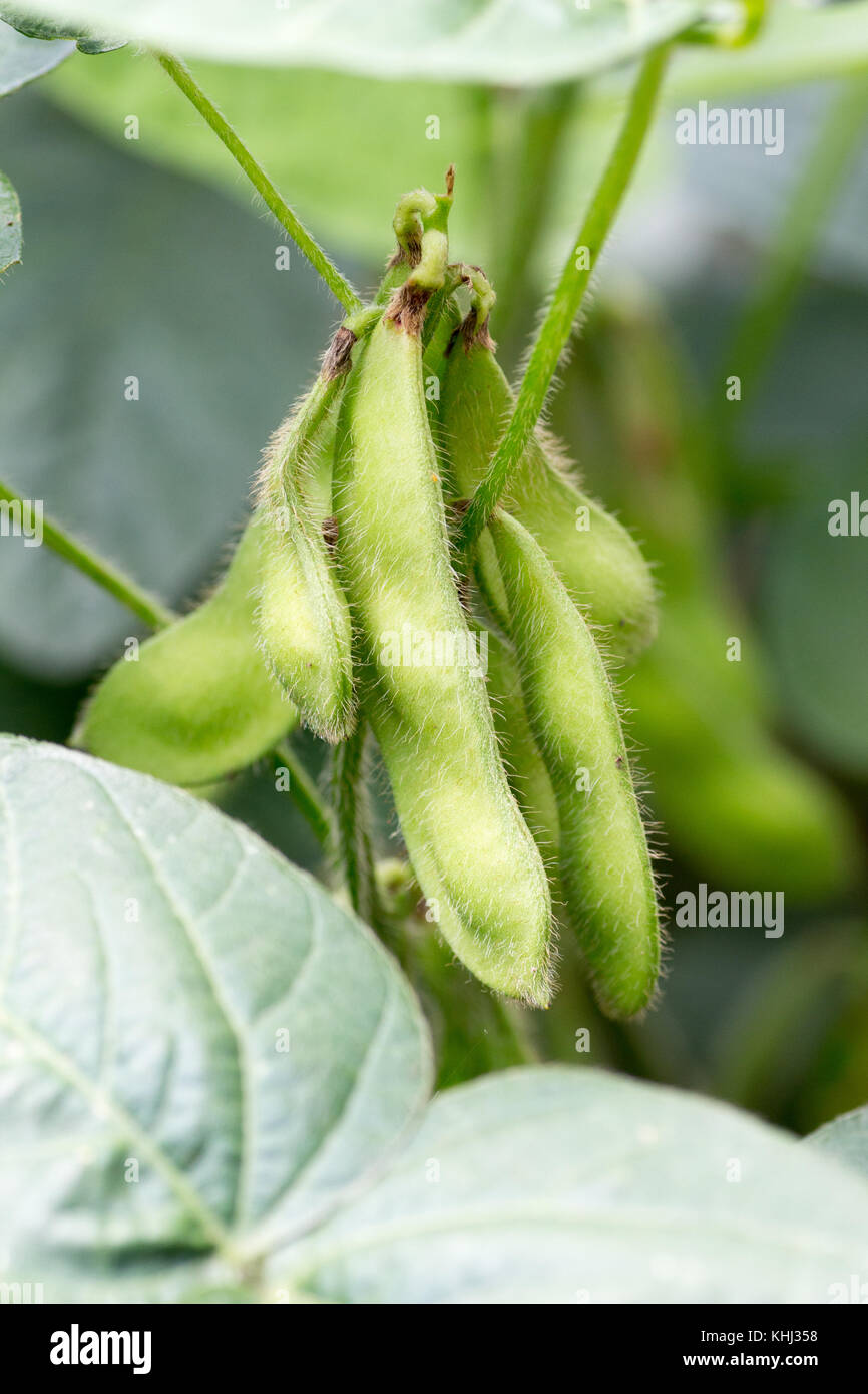 Edamame beans on farm in summer Stock Photo - Alamy
