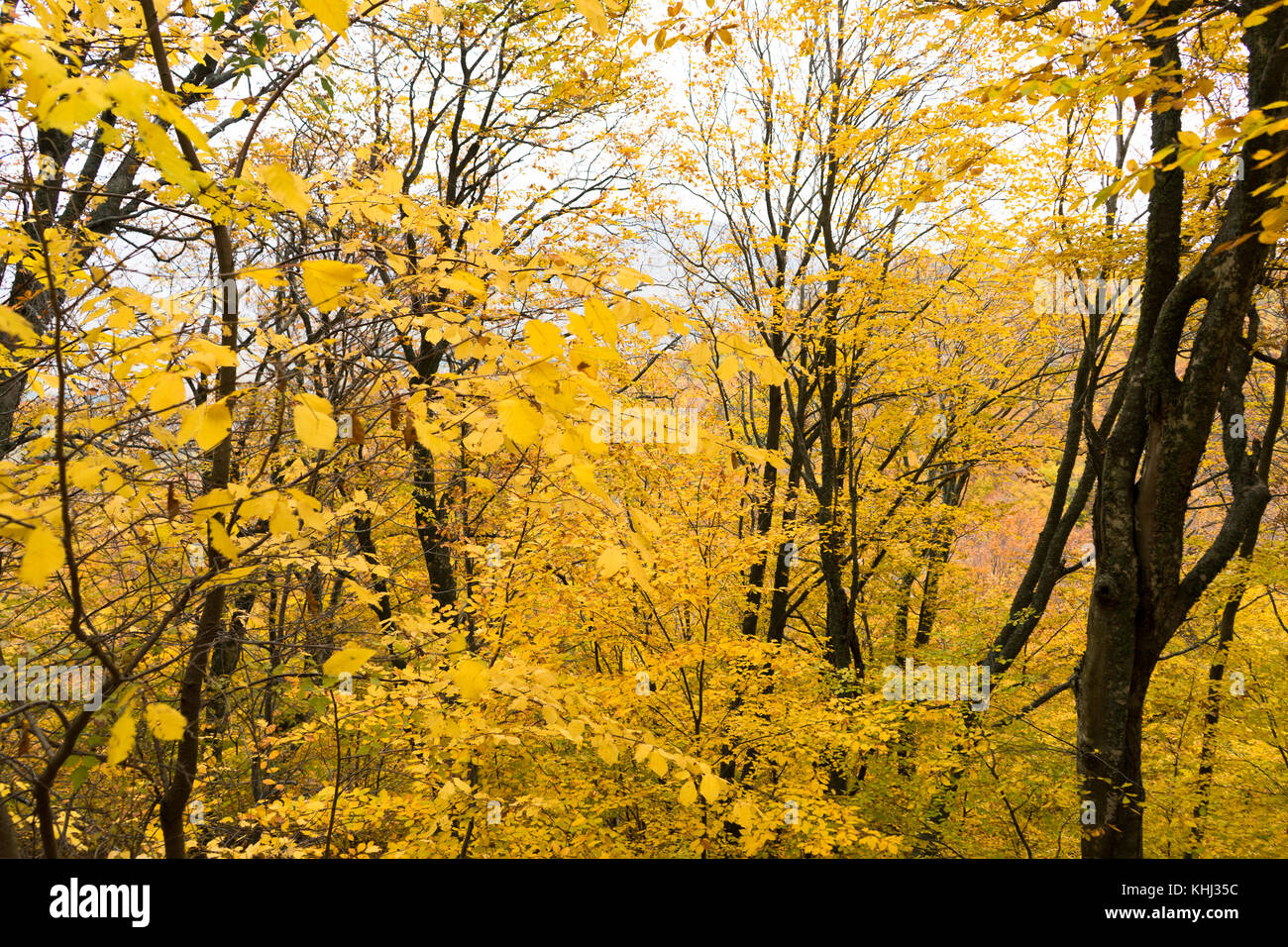 Autumn trees in the forest, Greece Stock Photo - Alamy