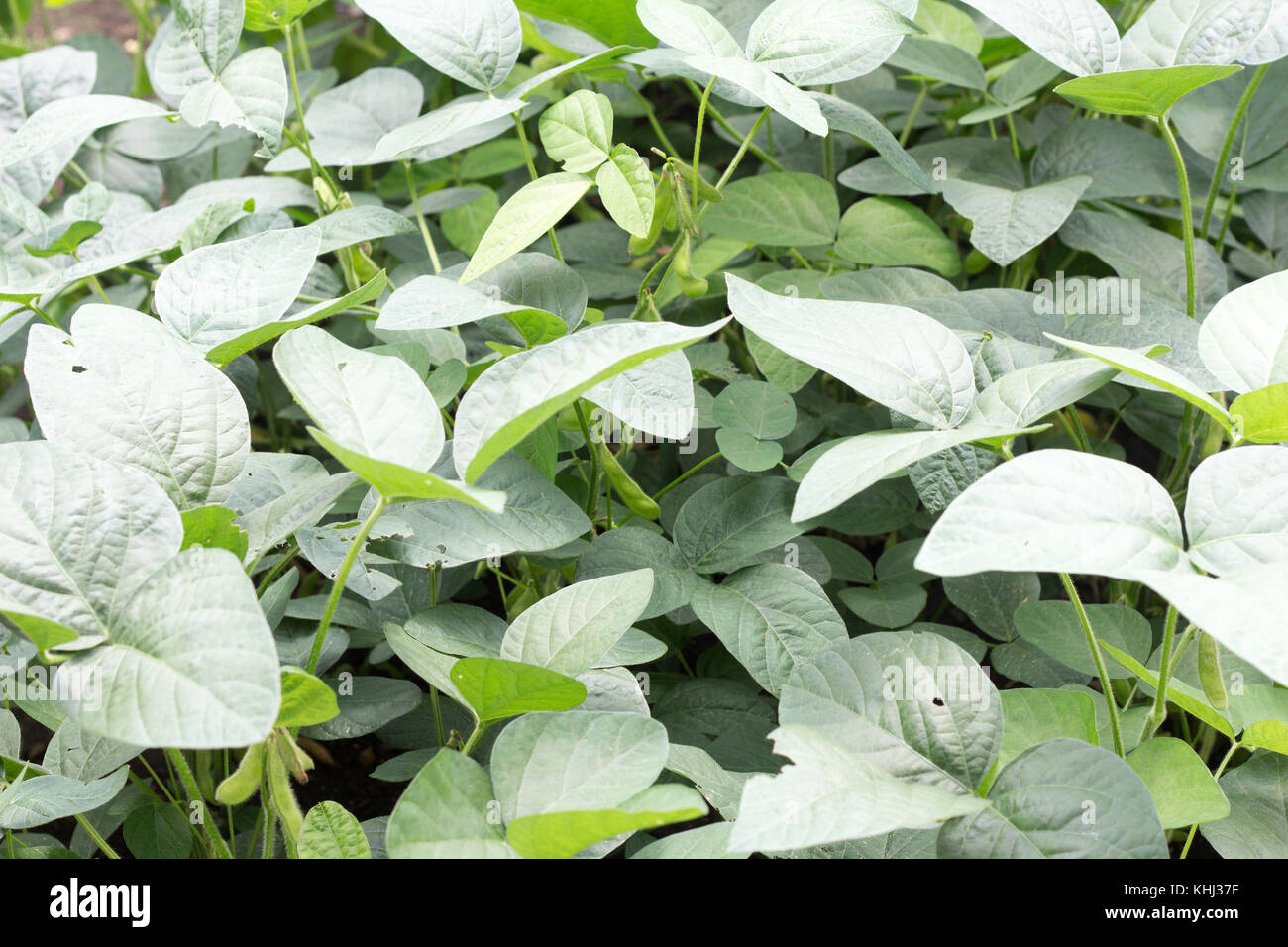 Japanese soybeans called Edamame plants on farm in summer Stock Photo ...