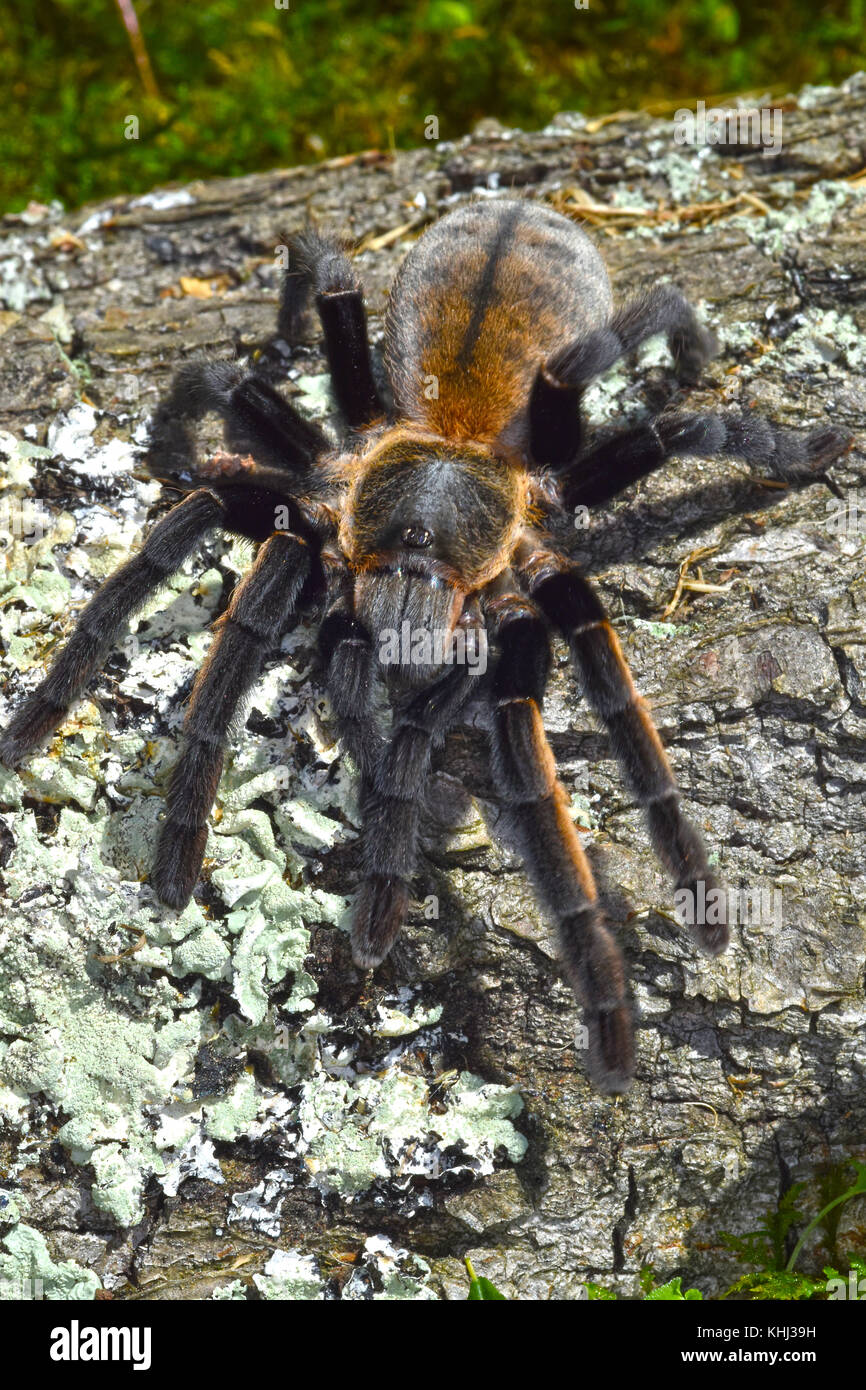 Ornithoctonus Aureotibialis