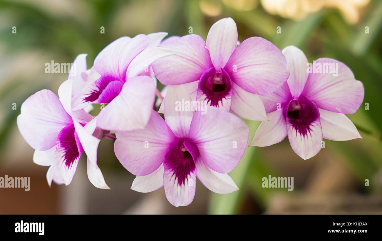 Dendrobium orchid, exotic flower, growing in tropical or subtropical ...