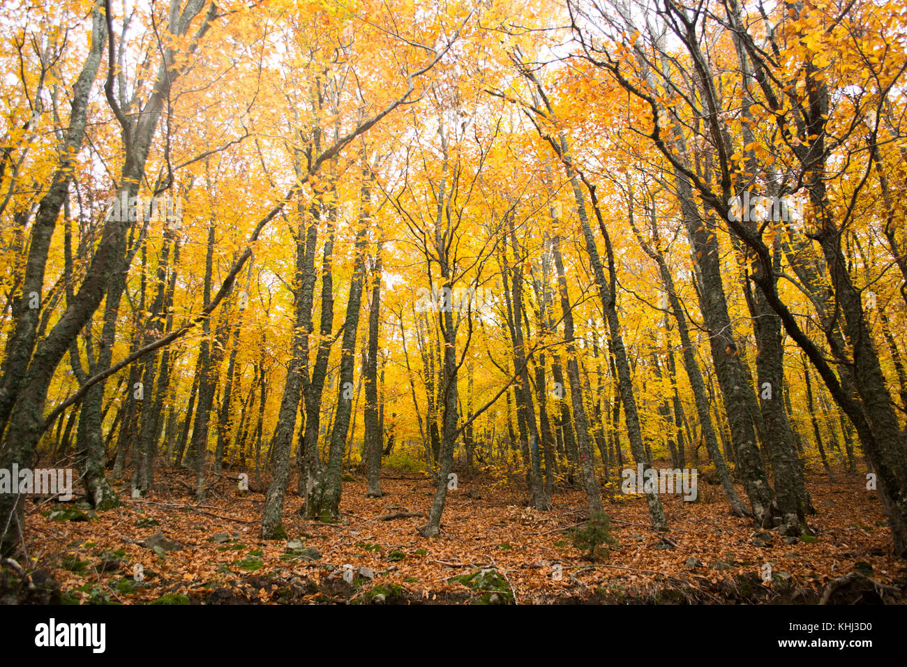 Autumn trees in the forest, Greece Stock Photo - Alamy