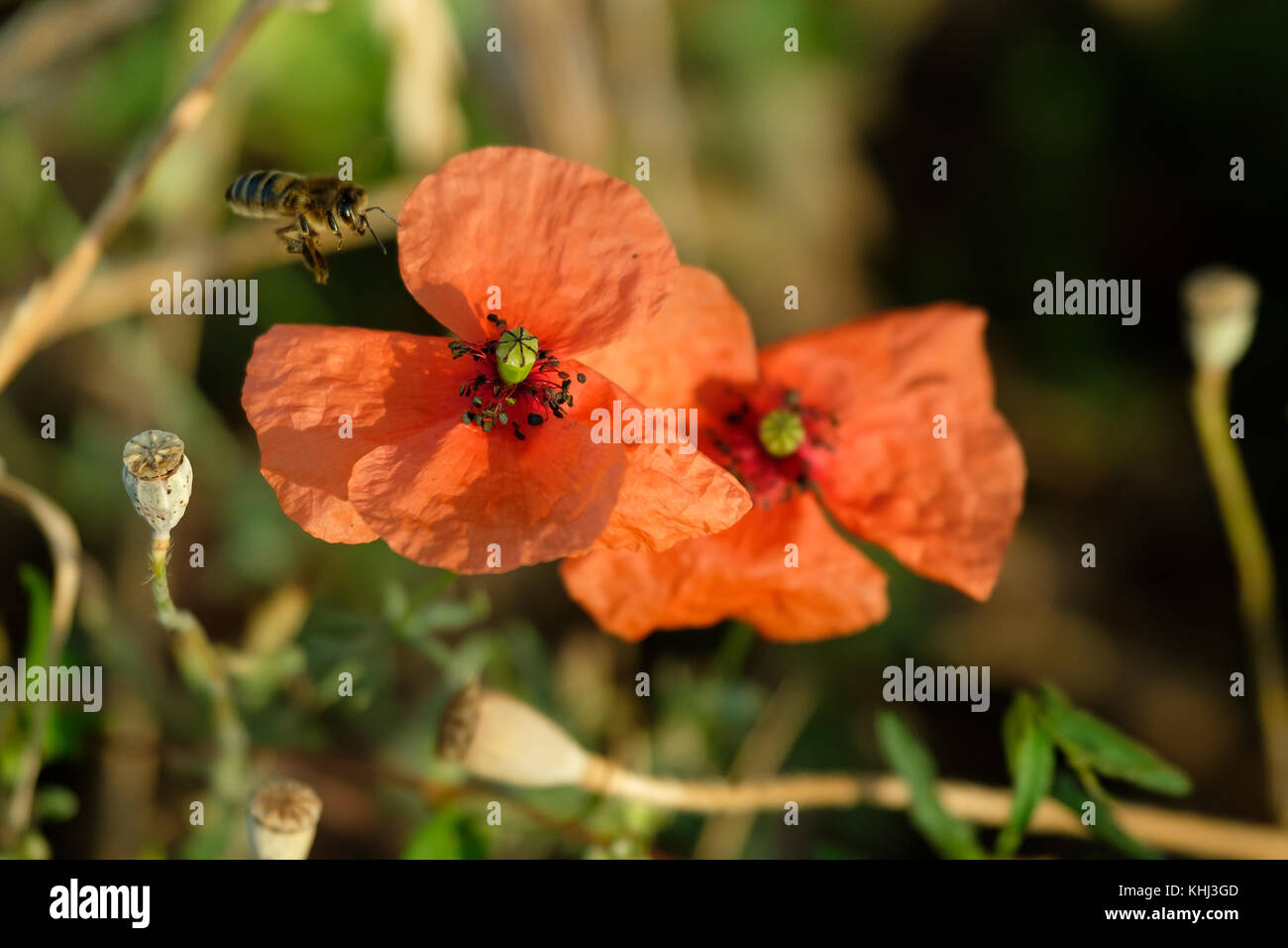 Bee pollinating poppy hi-res stock photography and images - Alamy