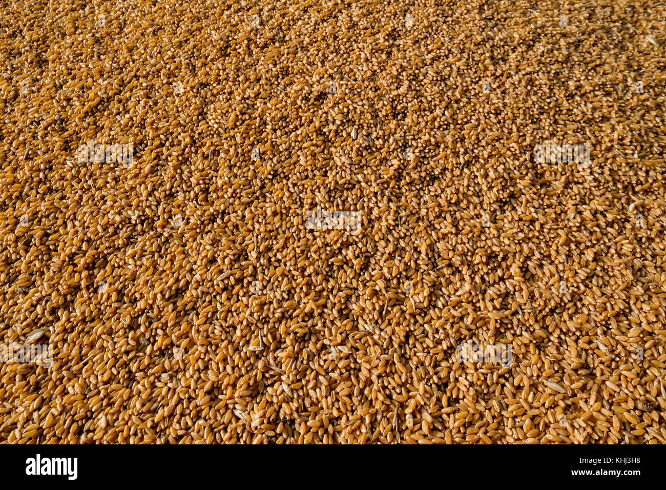 Freshly harvested corn texture Stock Photo - Alamy