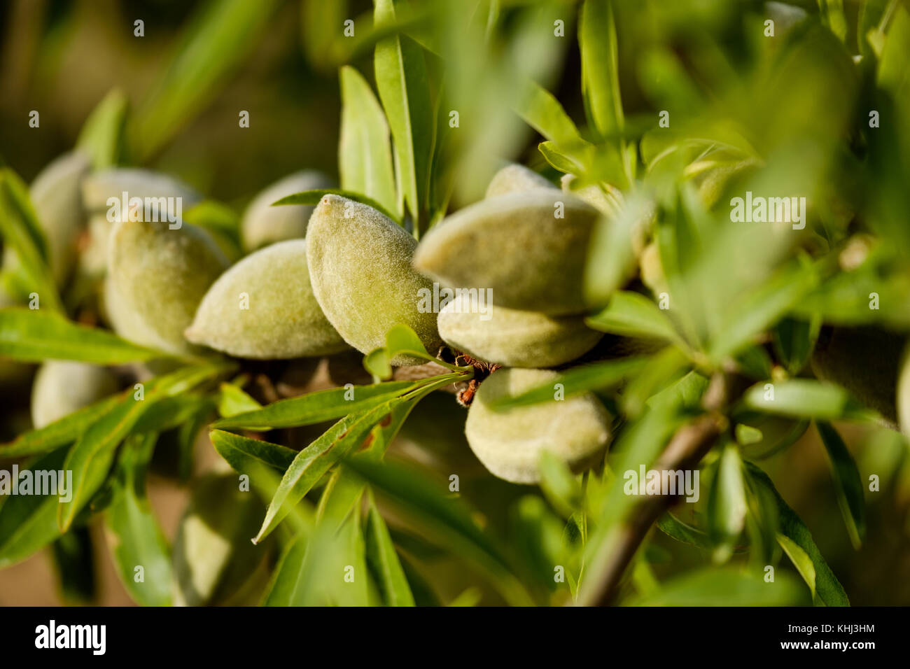 Garden with almond trees in Provence Stock Photo - Alamy