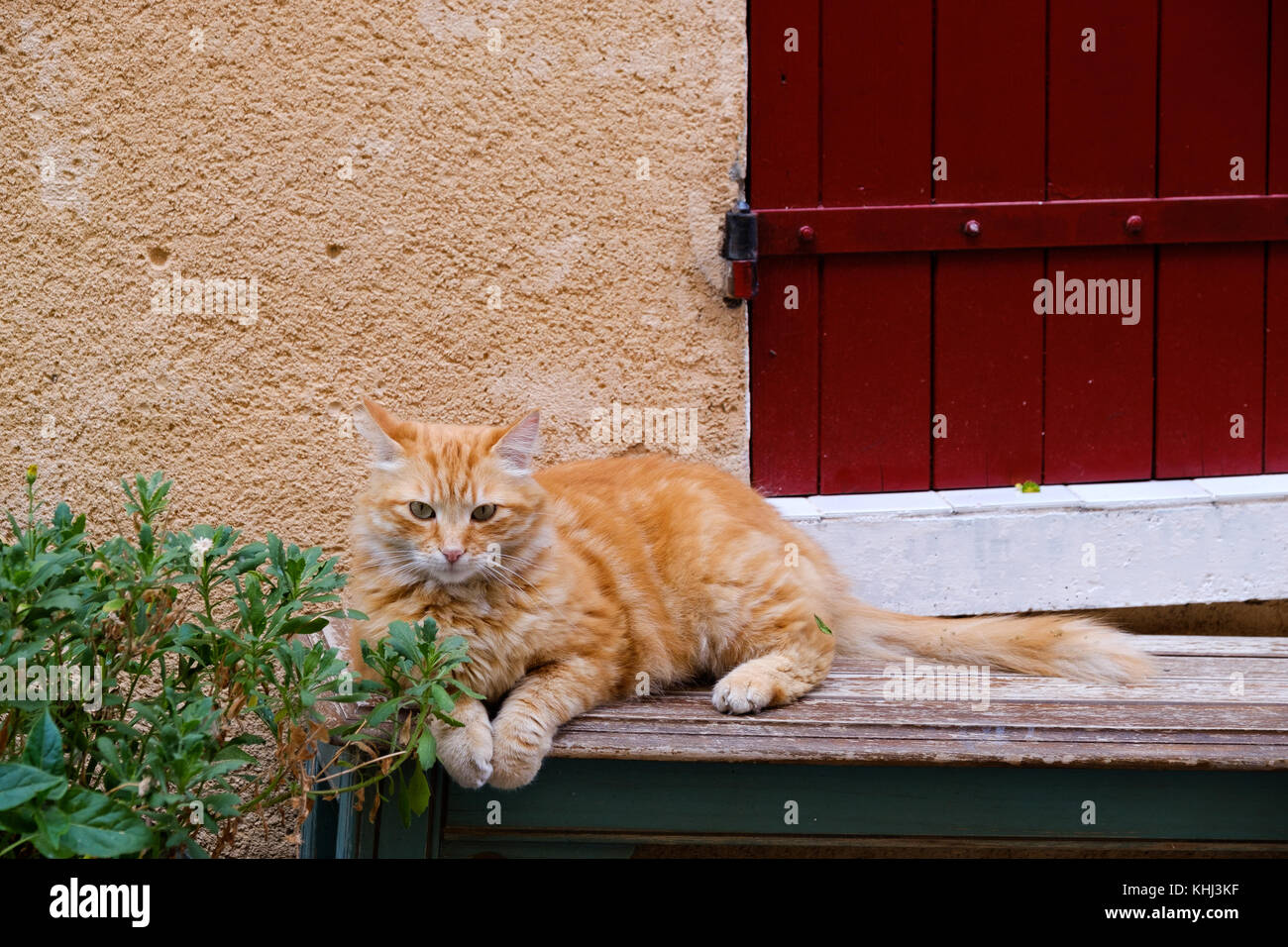 Red cat walking portrait Stock Photo - Alamy