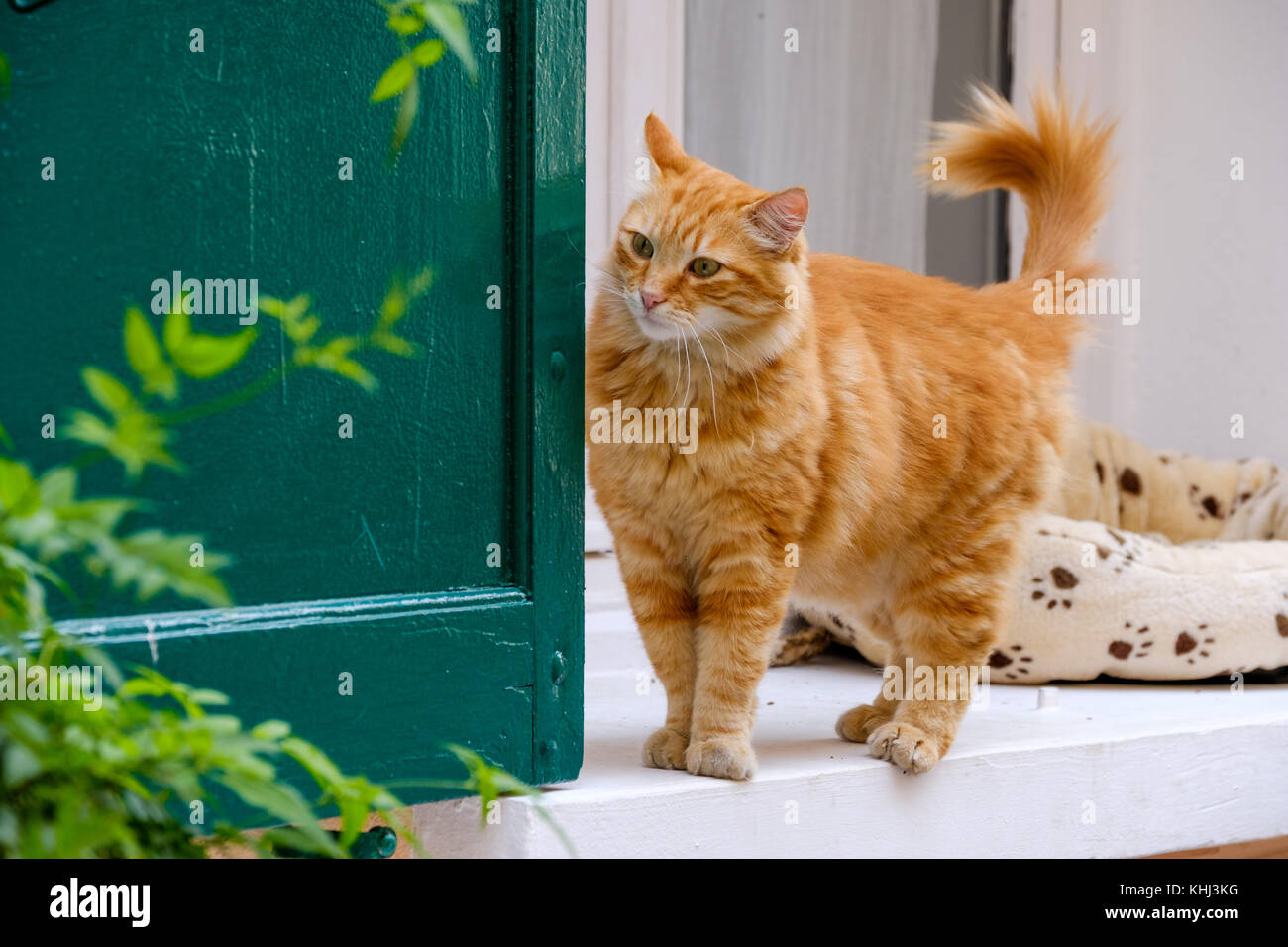 Red cat walking portrait Stock Photo - Alamy