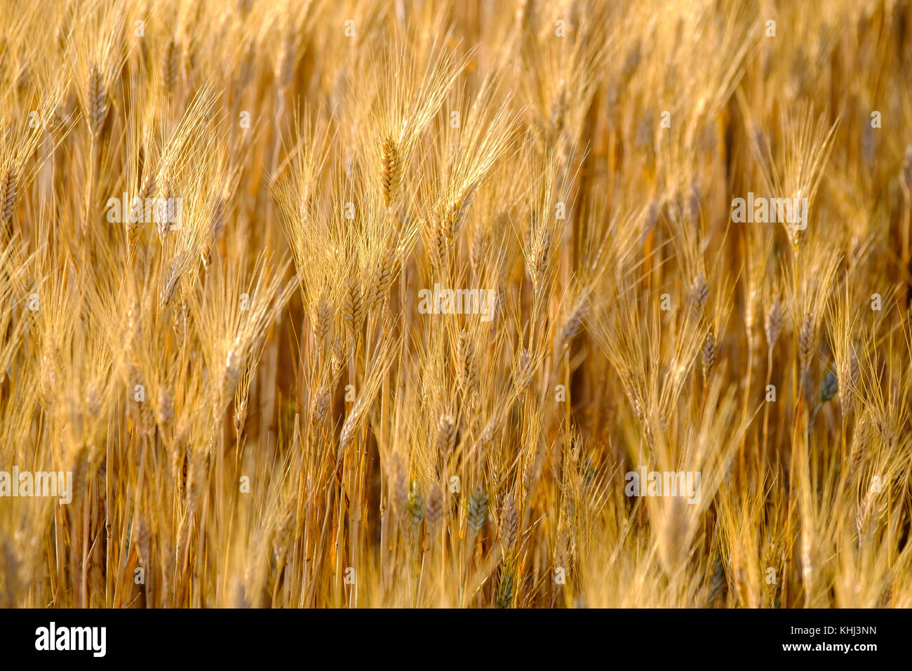 Mature wheat hi-res stock photography and images - Alamy
