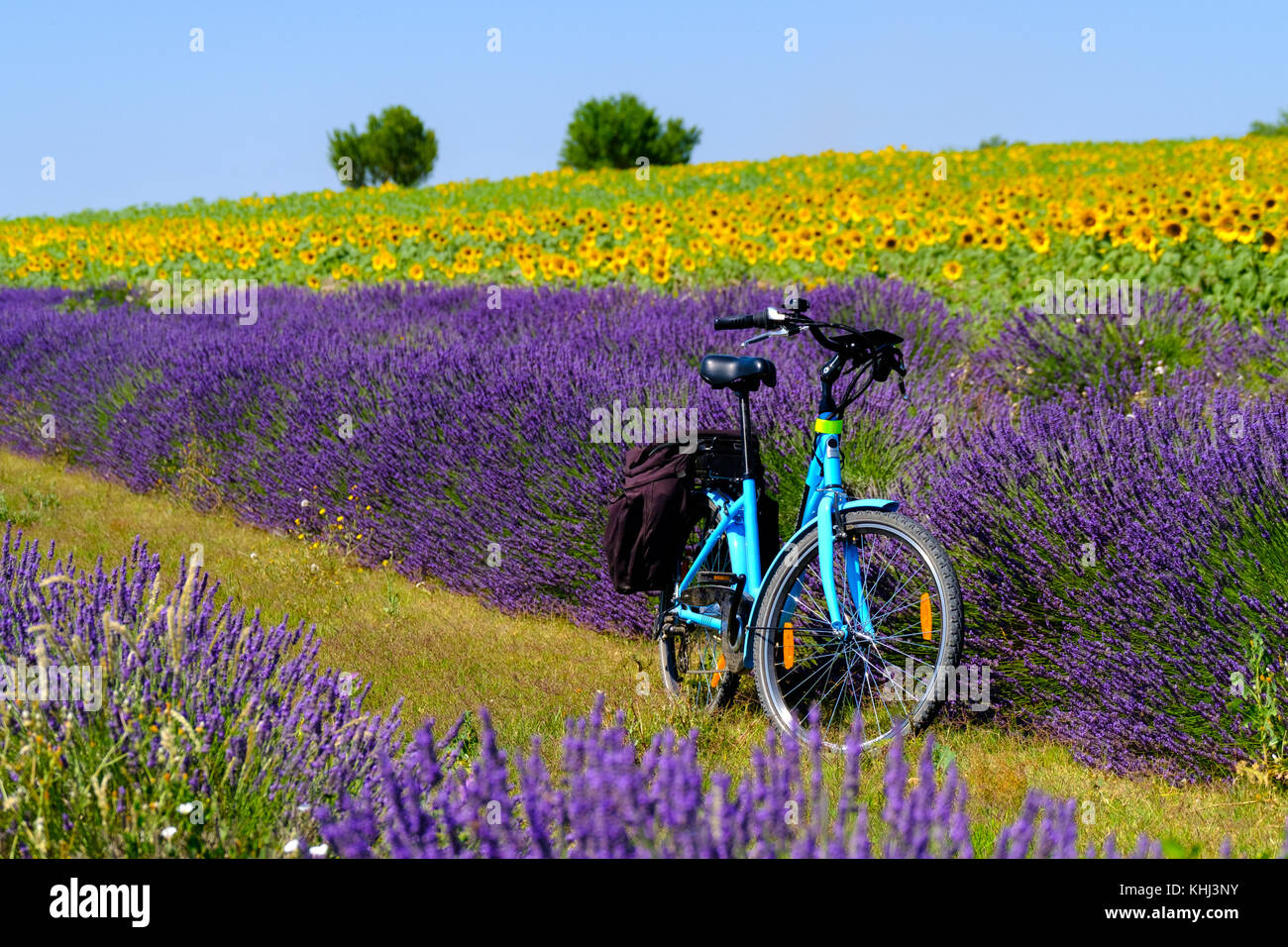 Electric bicycle in the lavender field in Provence Stock Photo - Alamy