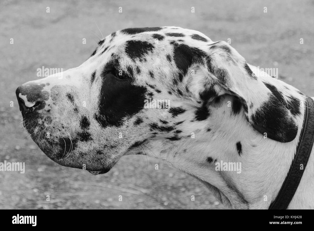 Spotted dog Black and White Stock Photos & Images - Alamy