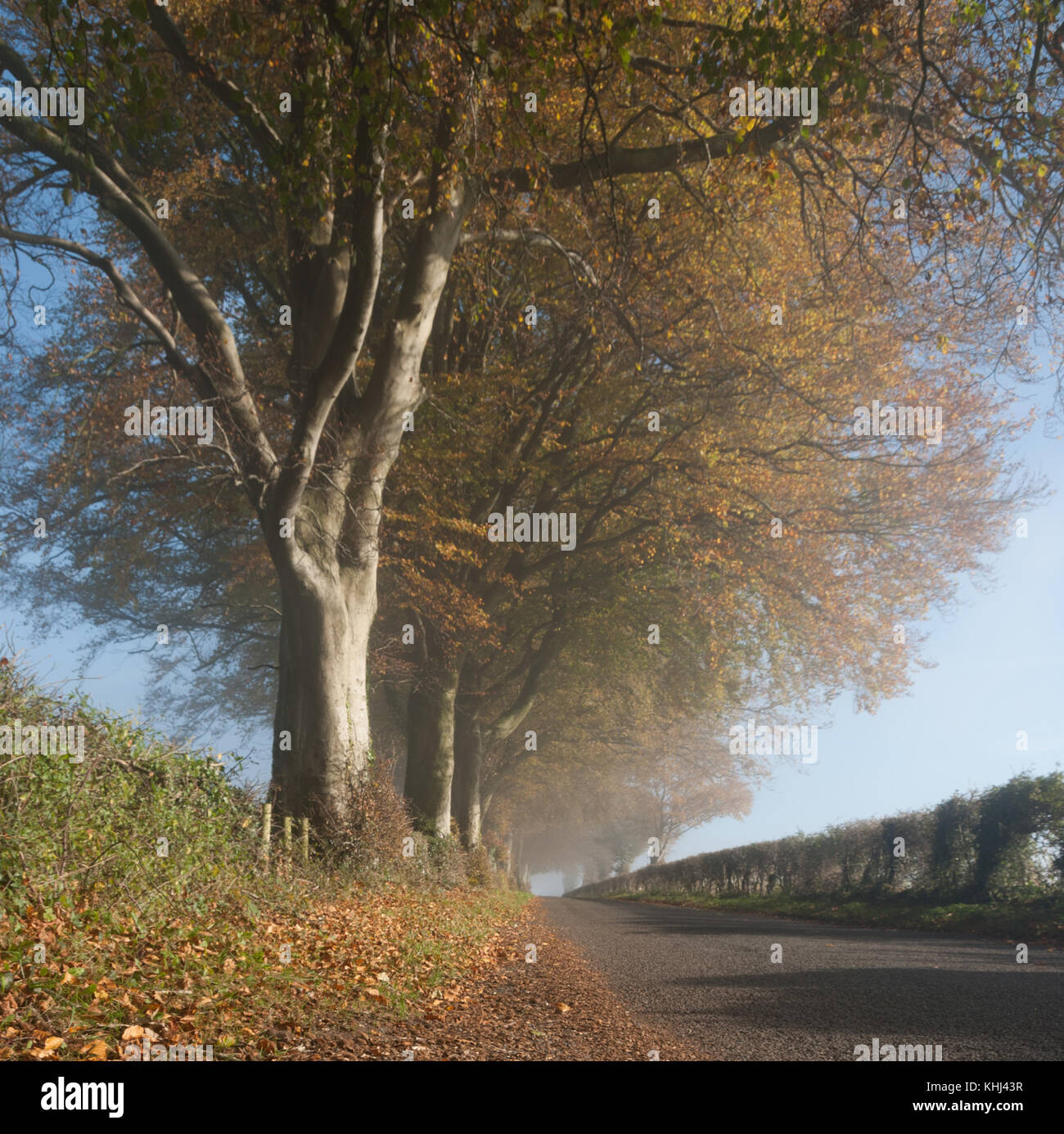 Misty country lane hi-res stock photography and images - Alamy