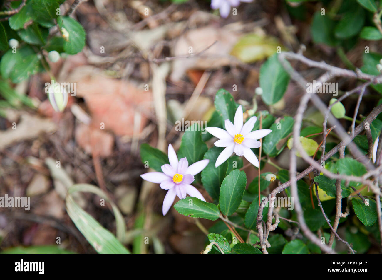 Table mountain wild flowers hi-res stock photography and images - Alamy