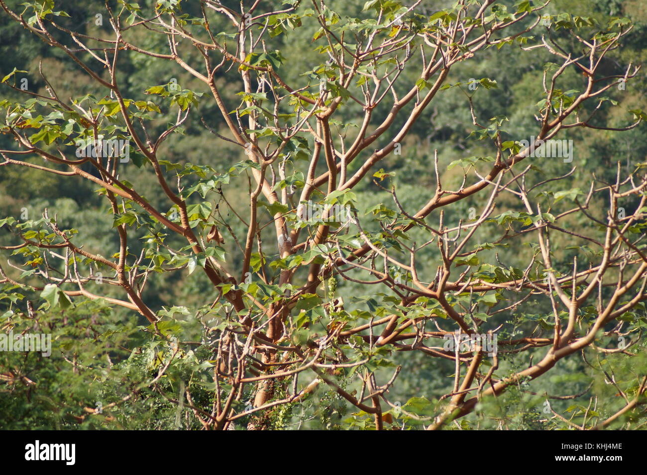 Beauty of Ajanta Stock Photo - Alamy
