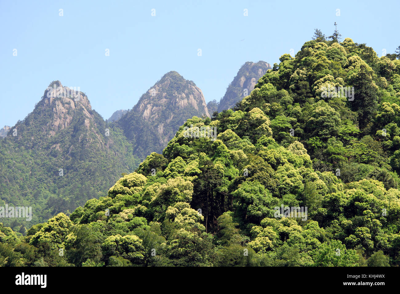 Mount with green trees in Huangshan mountain, China Stock Photo - Alamy