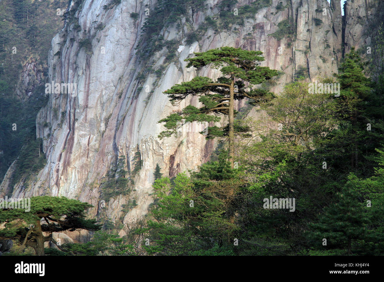 Big pine tree in Huangshan mountain, China Stock Photo - Alamy