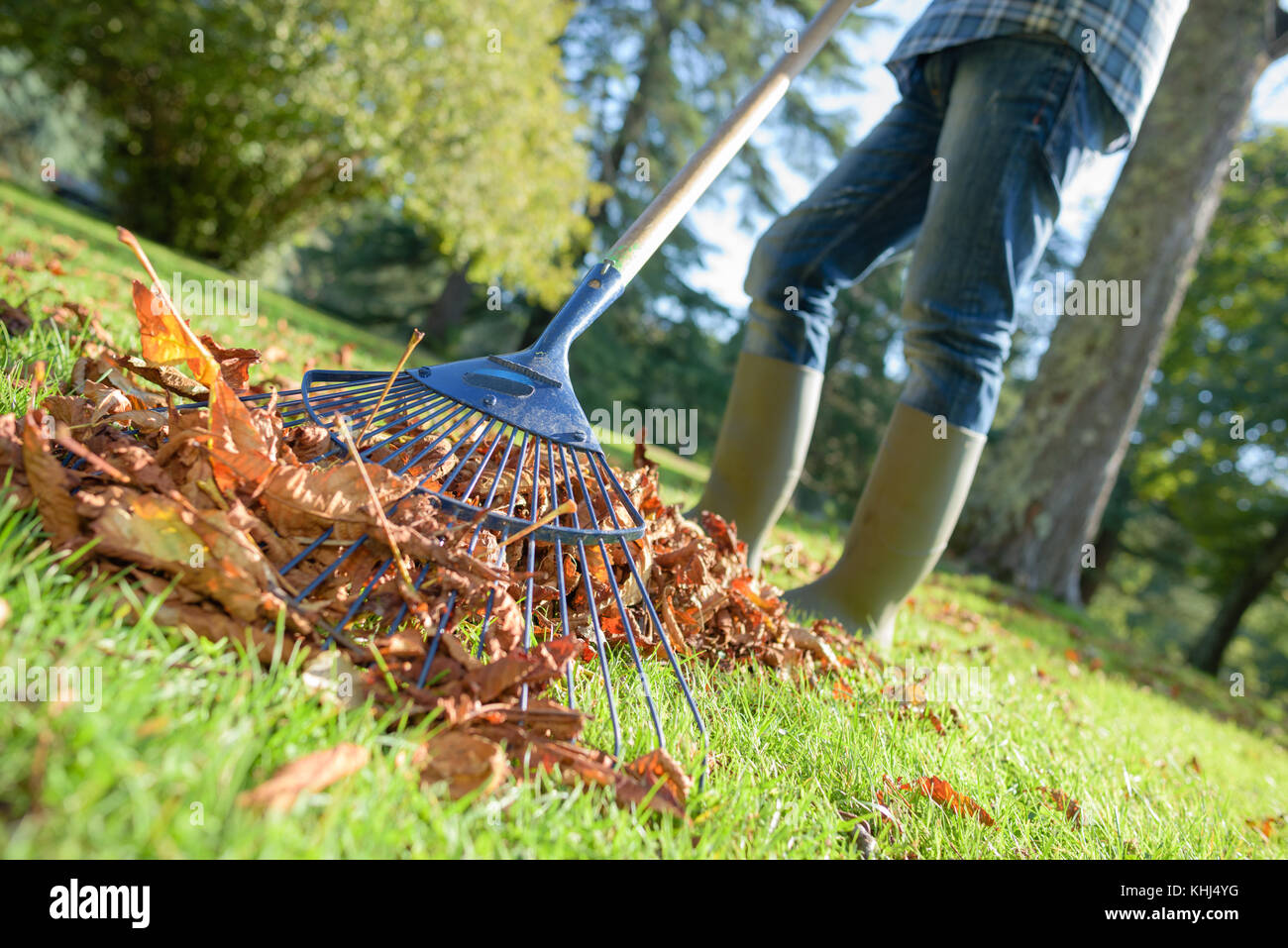 raking the leaves Stock Photo - Alamy