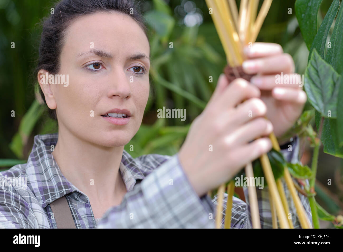 female gardener inspecting plants in greenhouse Stock Photo - Alamy