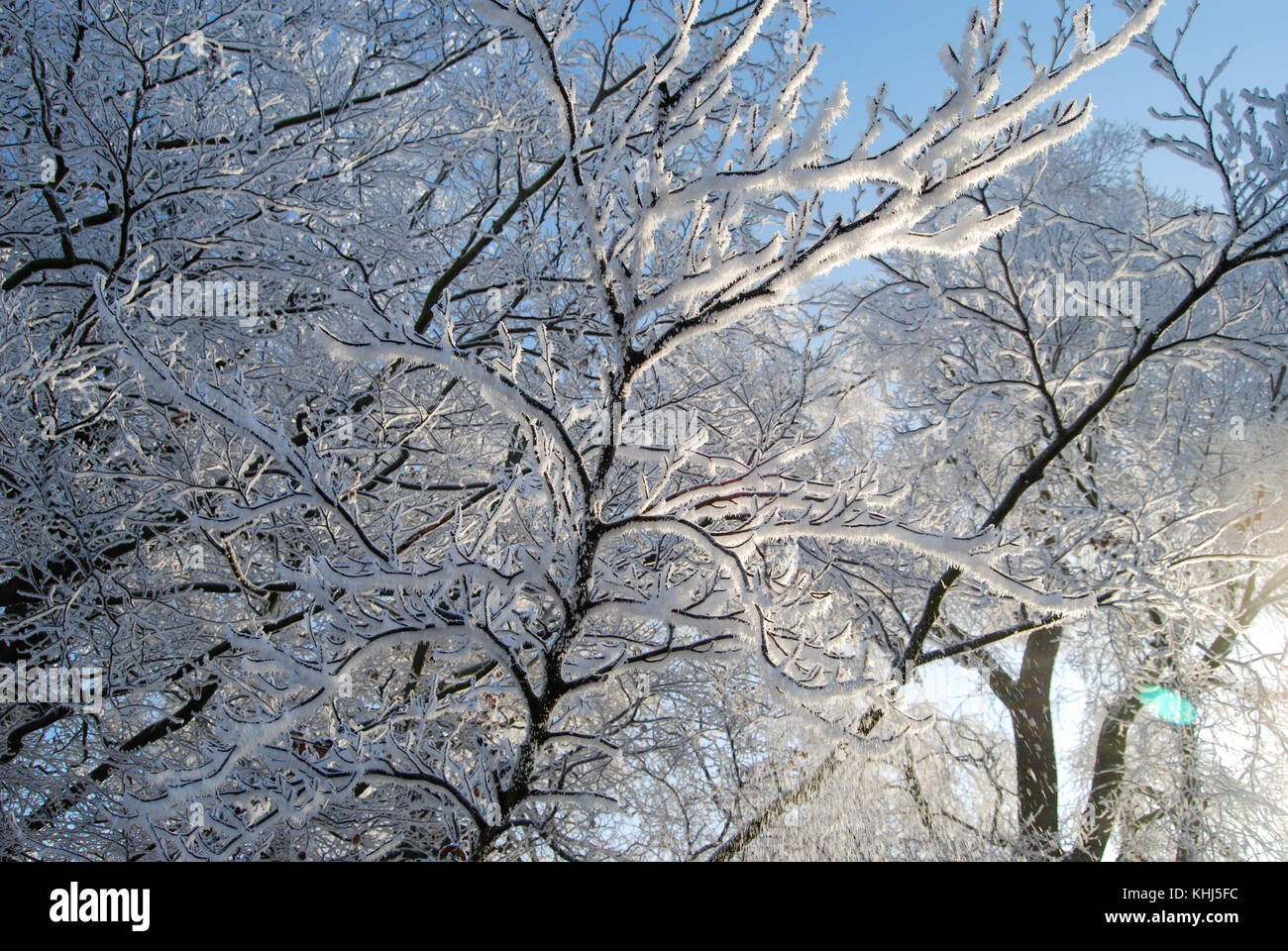 Totally white tree covered with new snow on a sunny winter day ...