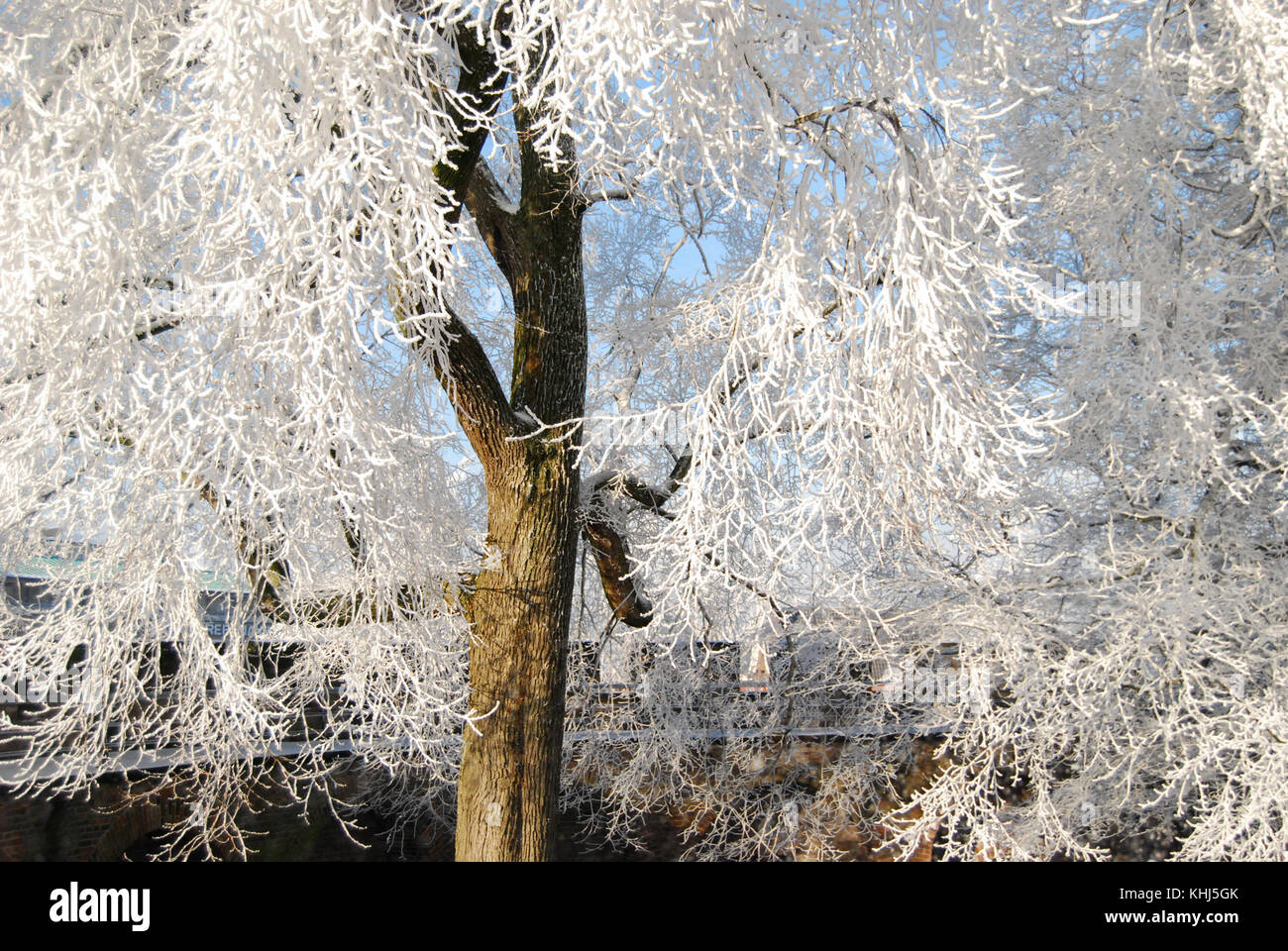 Totally white tree covered with new snow on a sunny winter day ...
