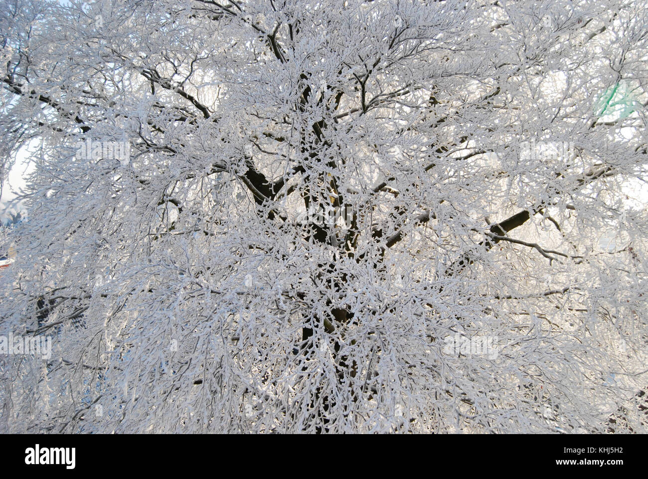 Totally white tree covered with new snow on a sunny winter day ...