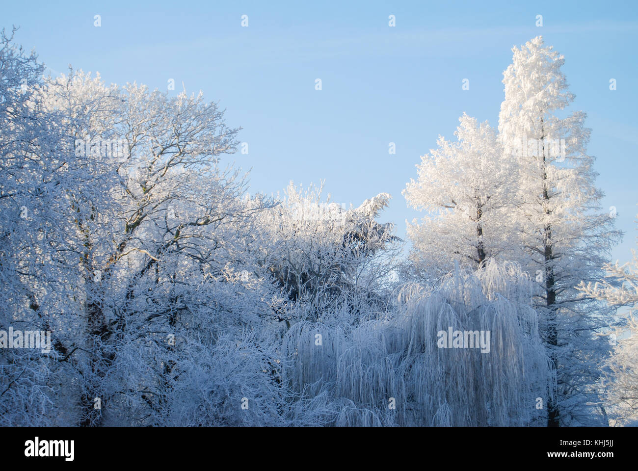 Totally white tree covered with new snow on a sunny winter day ...