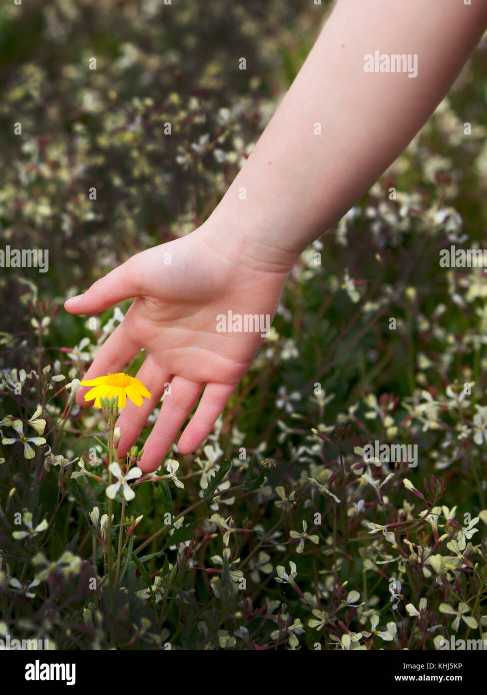 Woman hand caressing a beautiful yellow flower Stock Photo - Alamy