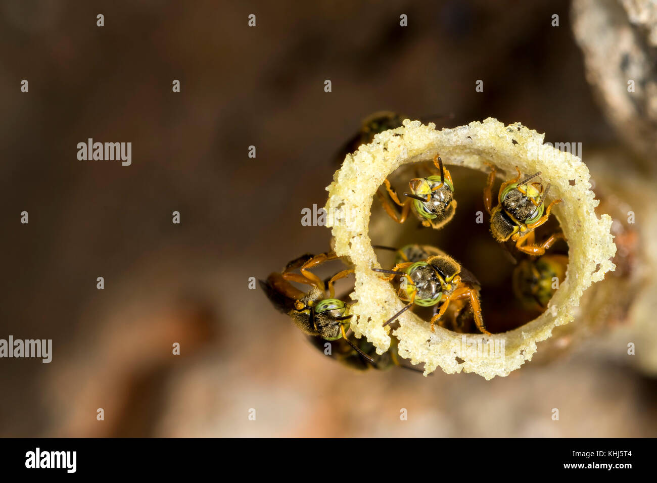 Stingless Bee Hive High Resolution Stock Photography and Images - Alamy