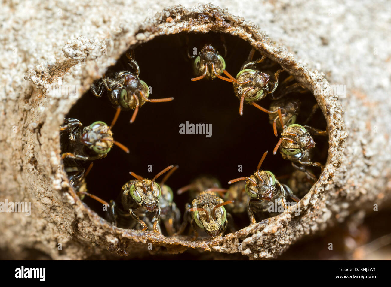Stingless bee hi-res stock photography and images - Alamy