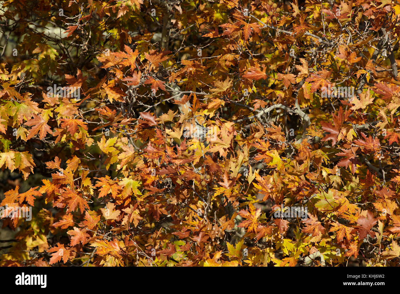 Platanus racemosa hi-res stock photography and images - Alamy