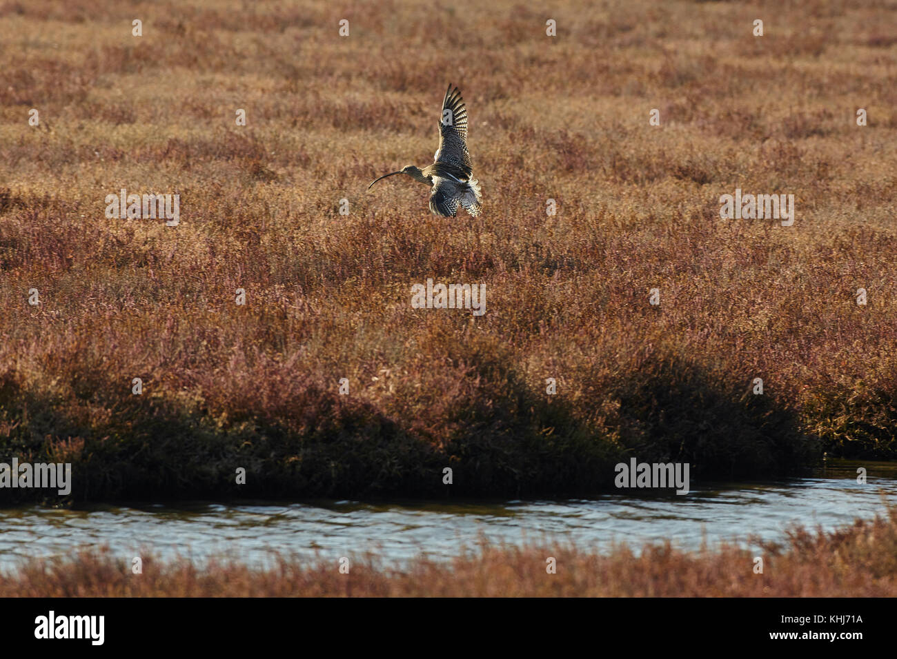 View of numenius arquata in Evros river, Greece Stock Photo - Alamy