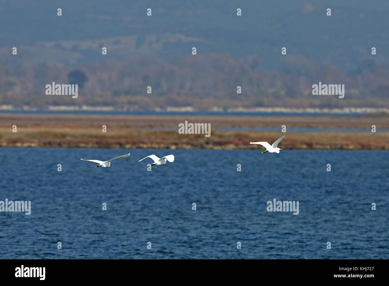 View of flying herons in Evros river, Greece Stock Photo - Alamy