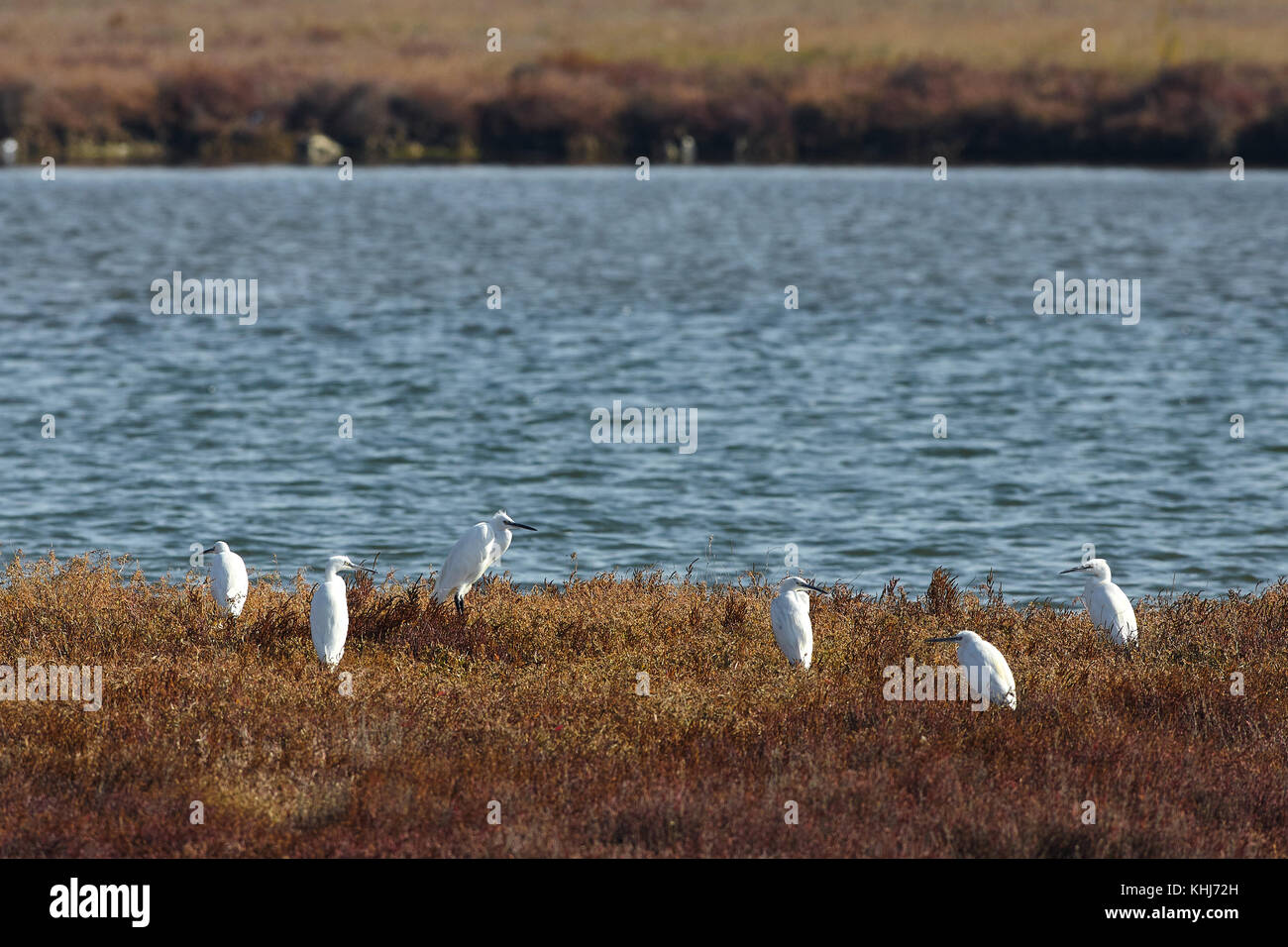 View of herons in Evros river, Greece Stock Photo - Alamy