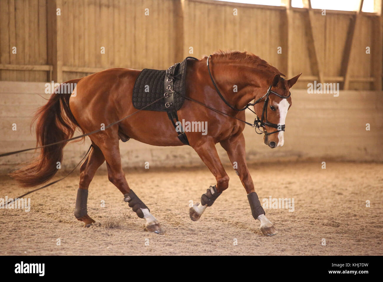 Pferd gallop hi-res stock photography and images - Alamy