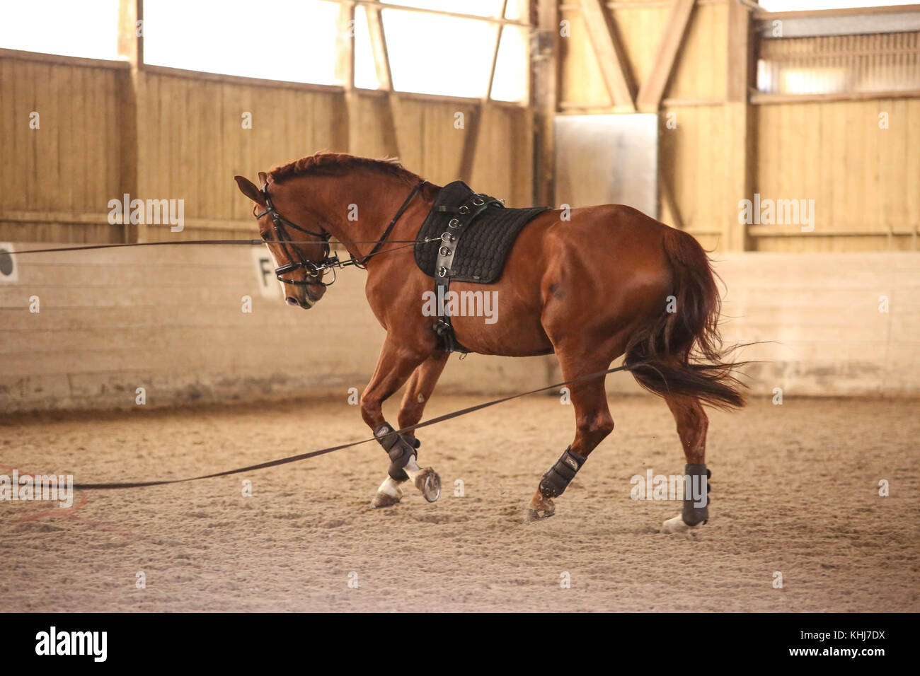 Pferd gallop hi-res stock photography and images - Alamy