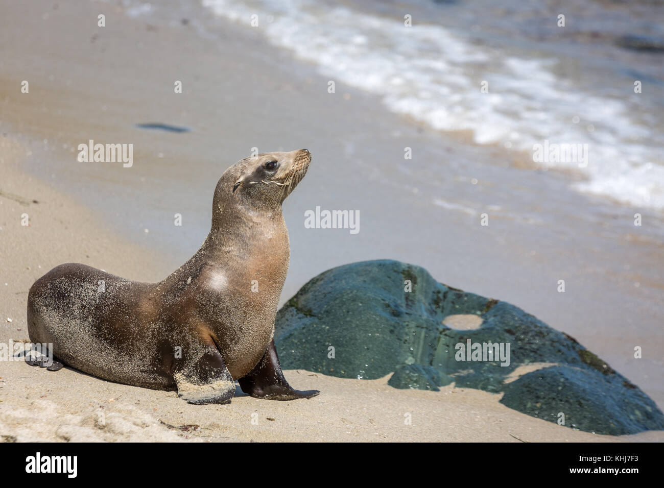 Sea lion posing on the beach with rocks and water in the background ...