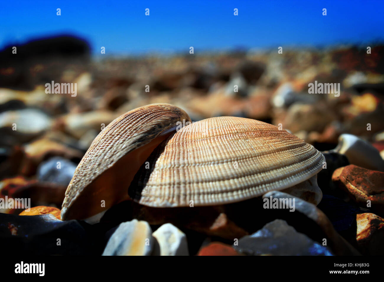 Calshot beach forms part of a mile long shingle spit which reaches out ...