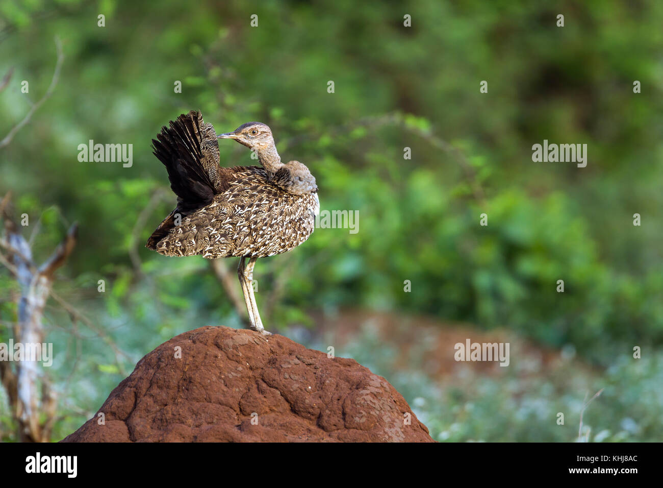 Red-crested bustard in Kruger national park, South Africa ; Specie ...