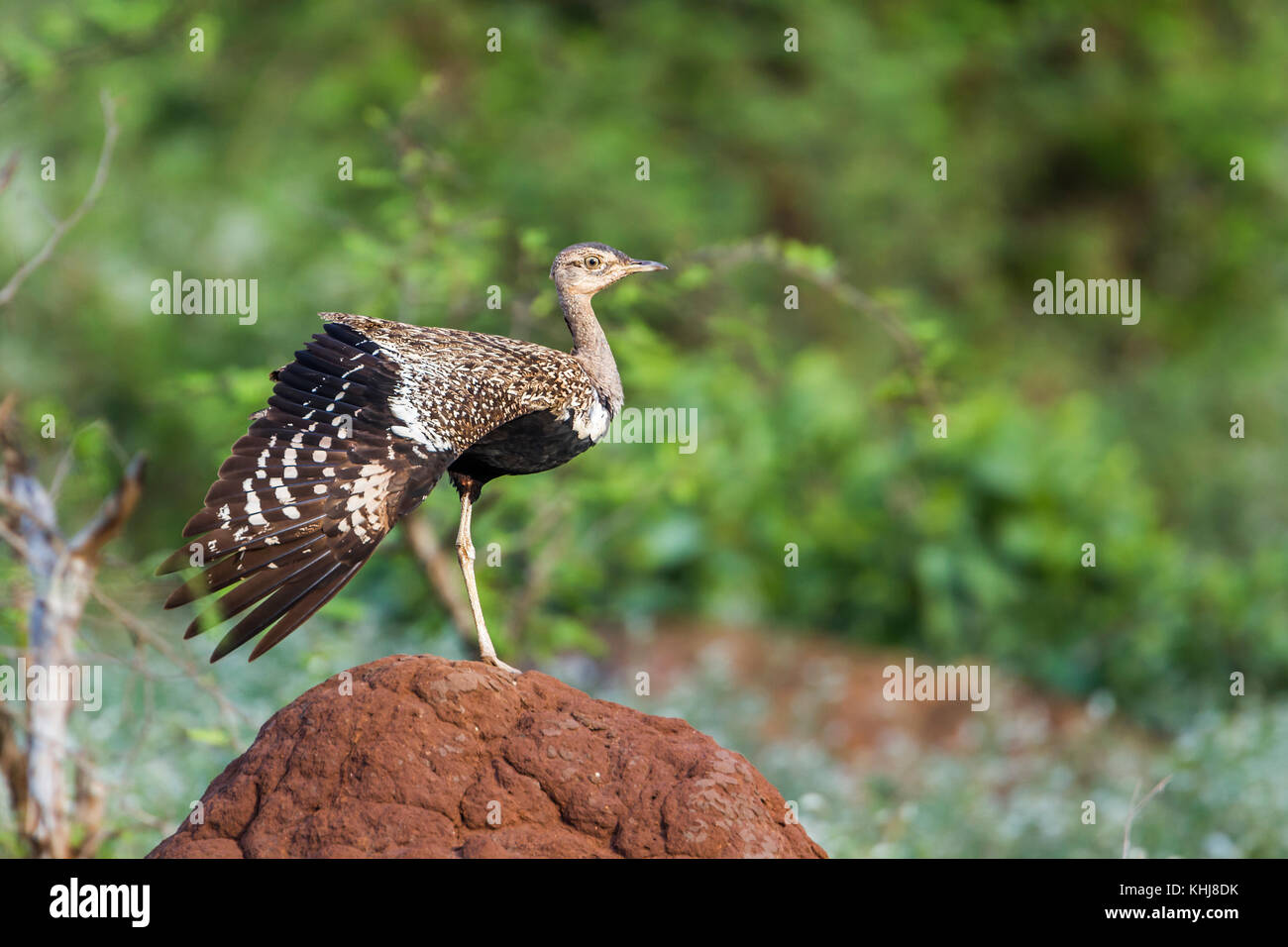 Red crested bustard hi-res stock photography and images - Alamy