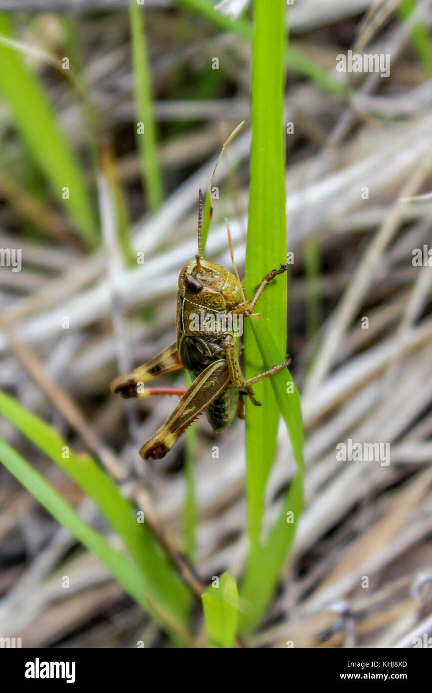 Grasshopper Close Up High Resolution Stock Photography and Images - Alamy