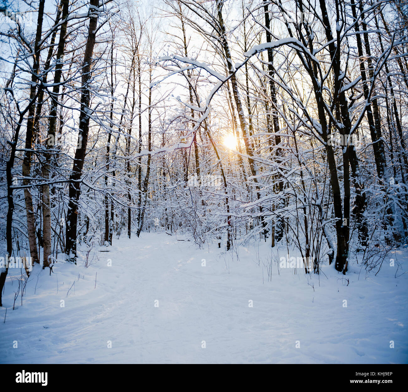 Landscape of snowy winter forest Stock Photo - Alamy