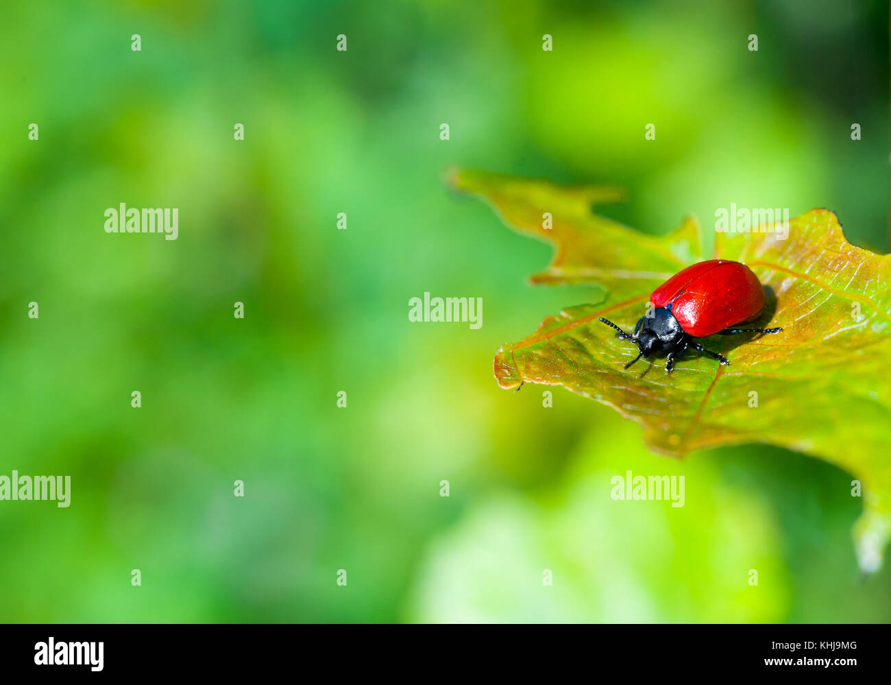 Lady bug grass hi-res stock photography and images - Alamy
