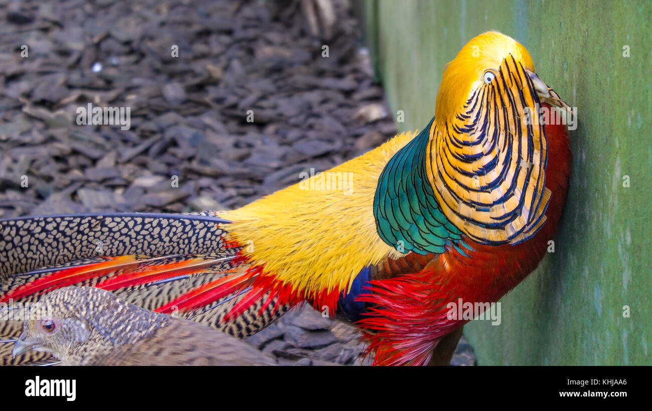 Golden pheasant chrysolophus pictus hi-res stock photography and images ...
