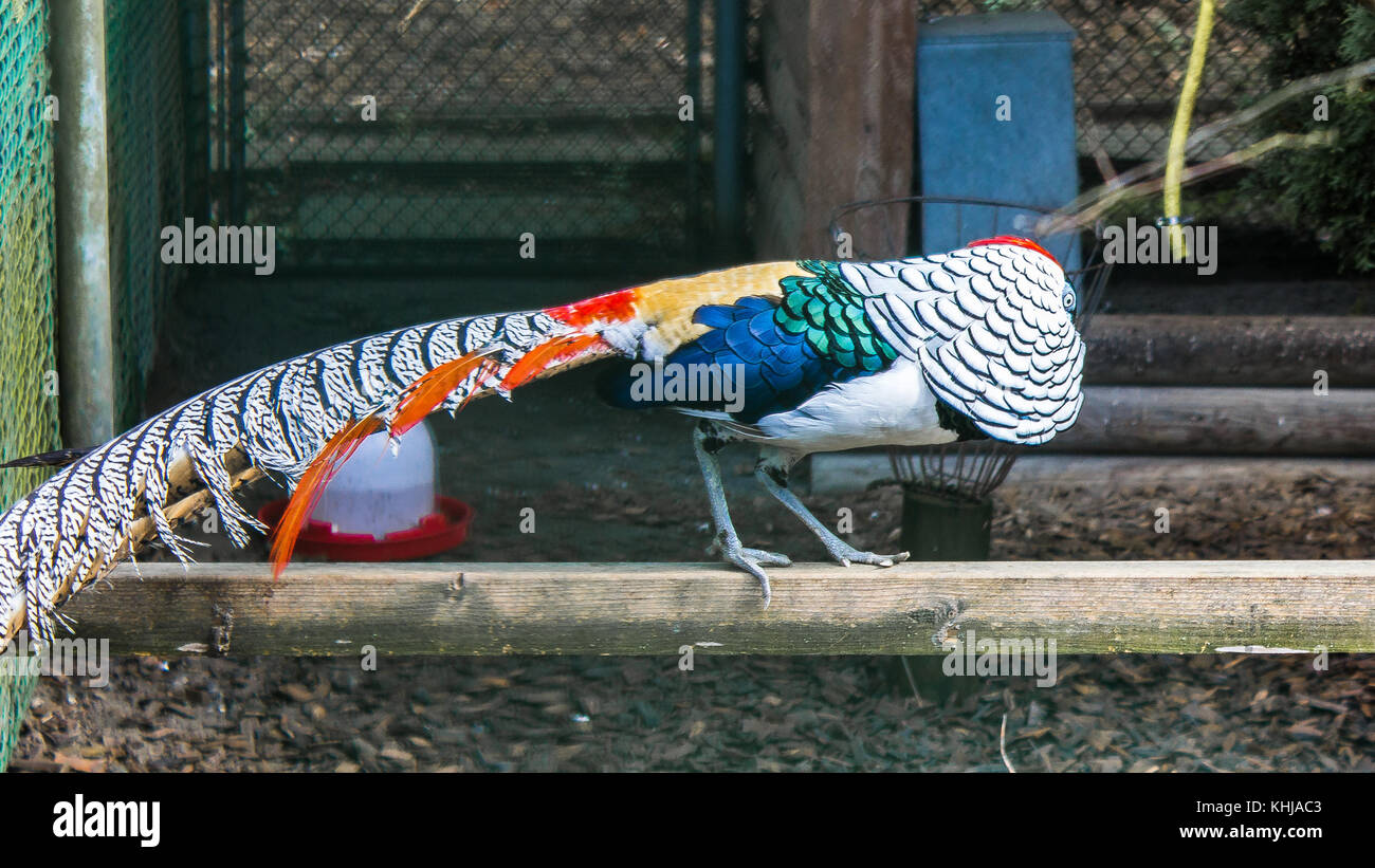 Lady Amherst's pheasant, Chrysolophus amherstiae Stock Photo - Alamy