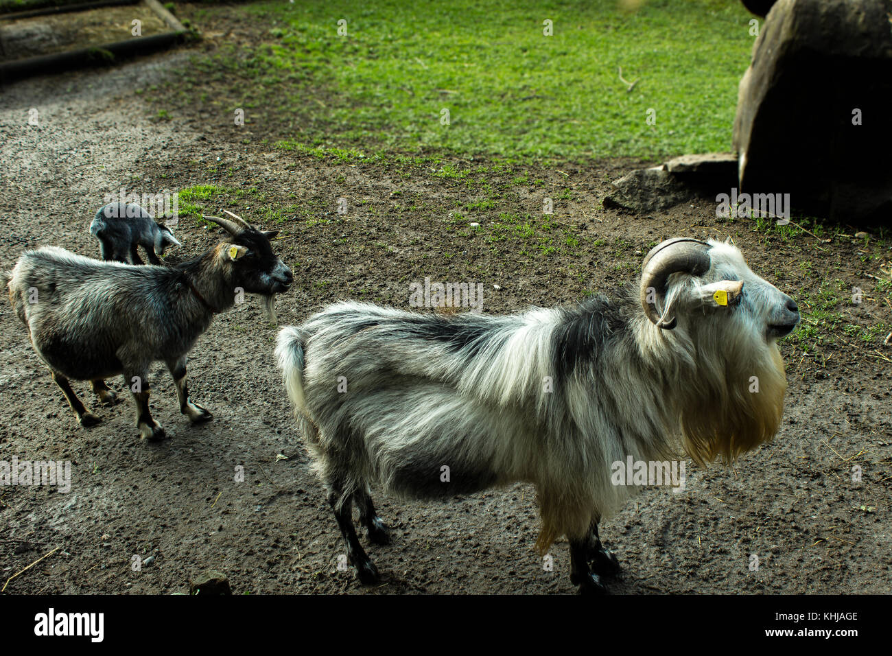 goat in a zoo in Wolfurt, Vorarlber, Austria Stock Photo - Alamy