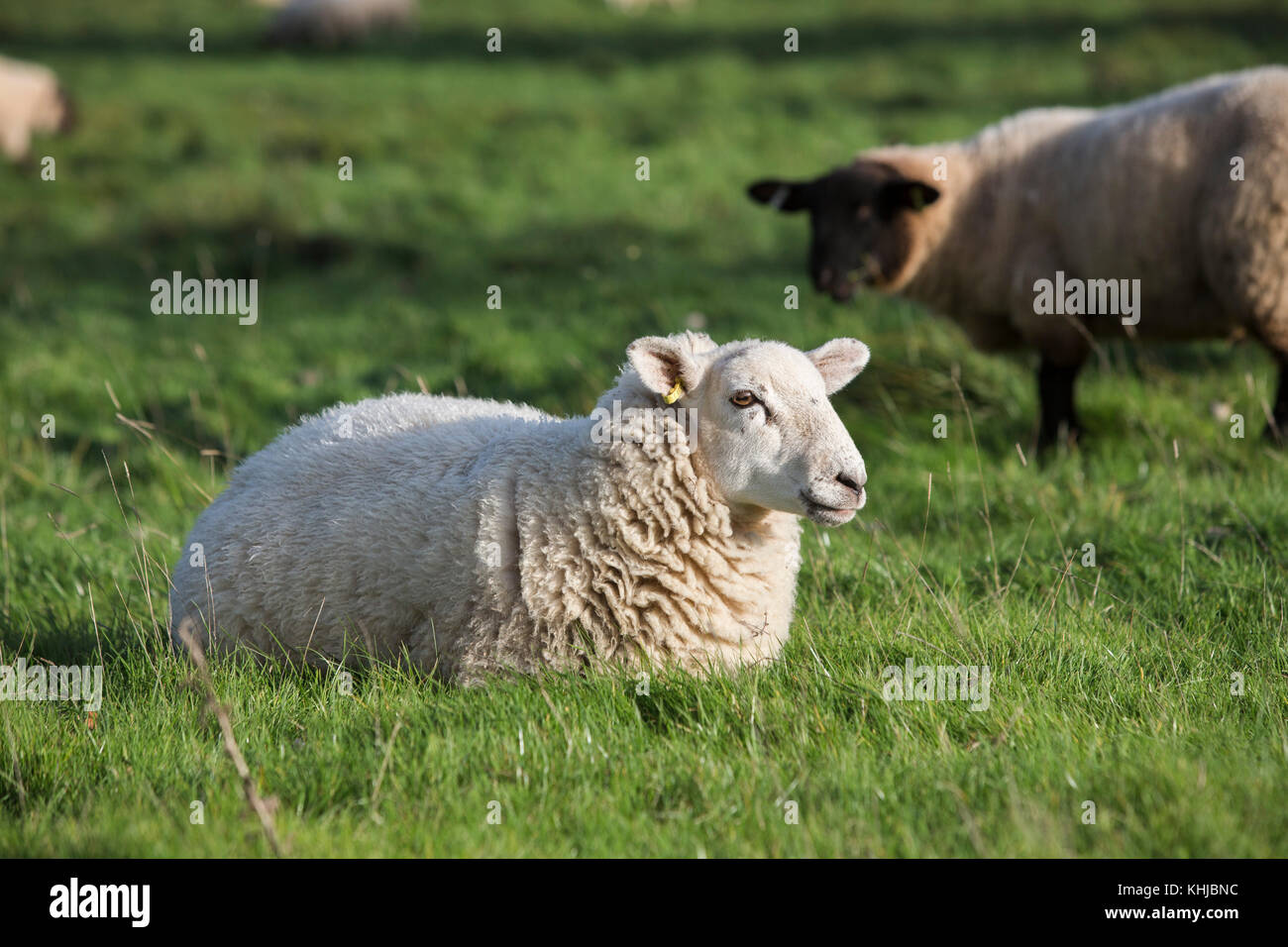 Sheep standing, sitting and grazing in a farmers field Stock Photo - Alamy